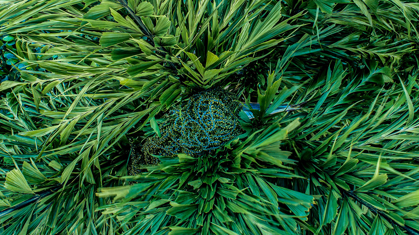 The Story of Kithul – Ceylon Saplings